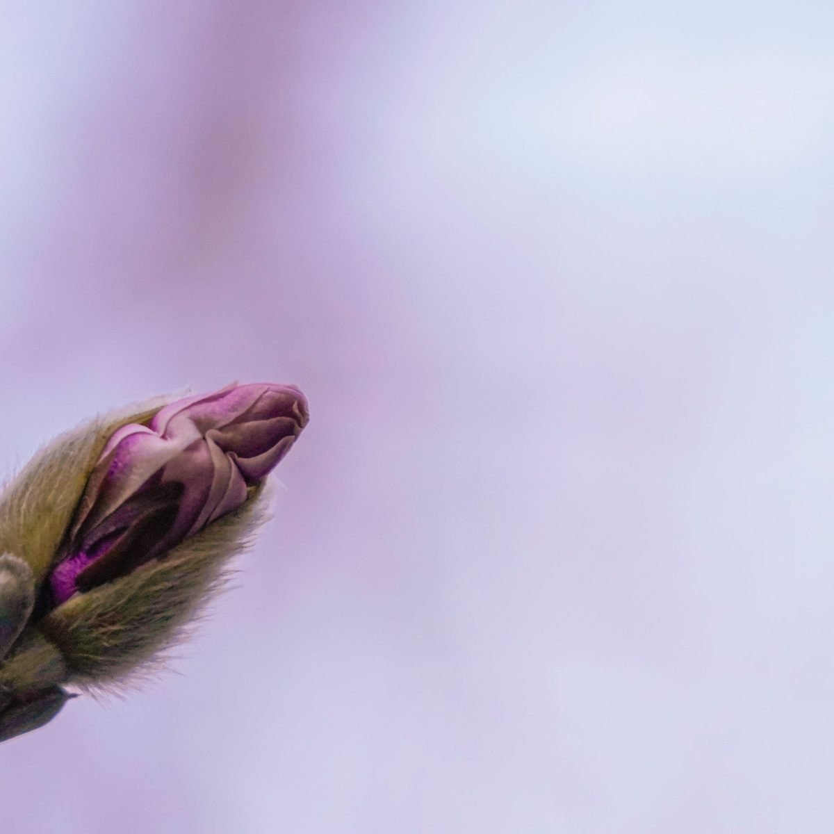 Create Dreamy Images Using Soft Focus Photography Techniques - Rent a ...